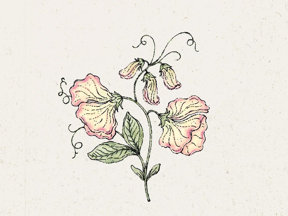 Jora Dahl Pflanzkollektionen - Schöne Sorten für den Schnittblumengarten