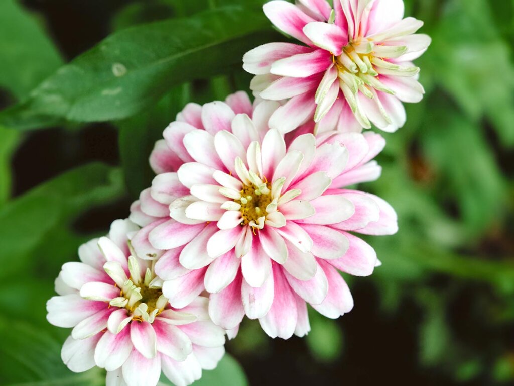 Zinnia elegans ‘Zahara Double Raspberry Ripple’ (Zinnie)
