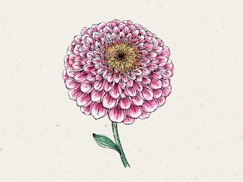 Zinnia elegans ‘Zahara Double Raspberry Ripple’ (Zinnie)